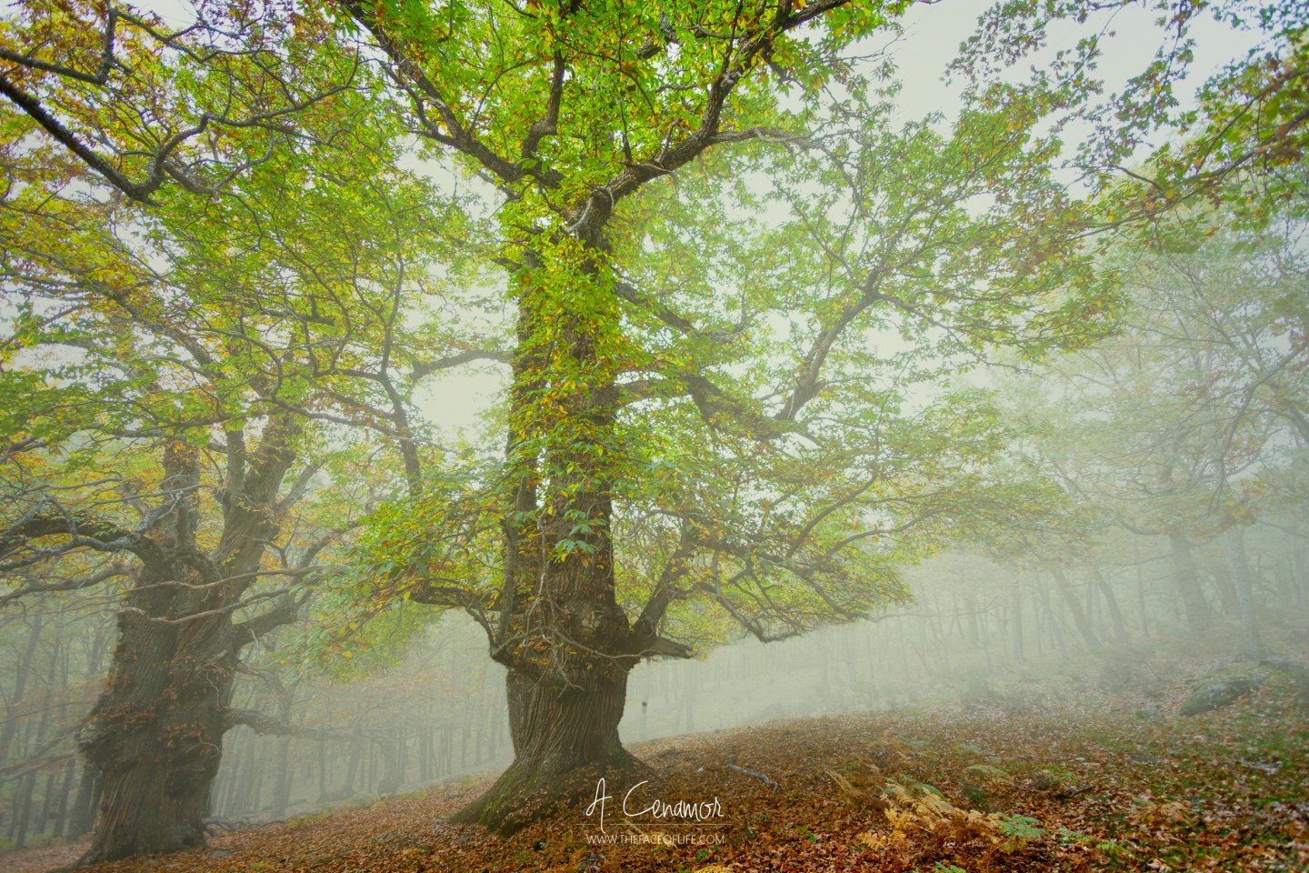 Autumn colors – Momentos estelares de la vida recopilados en imágenes