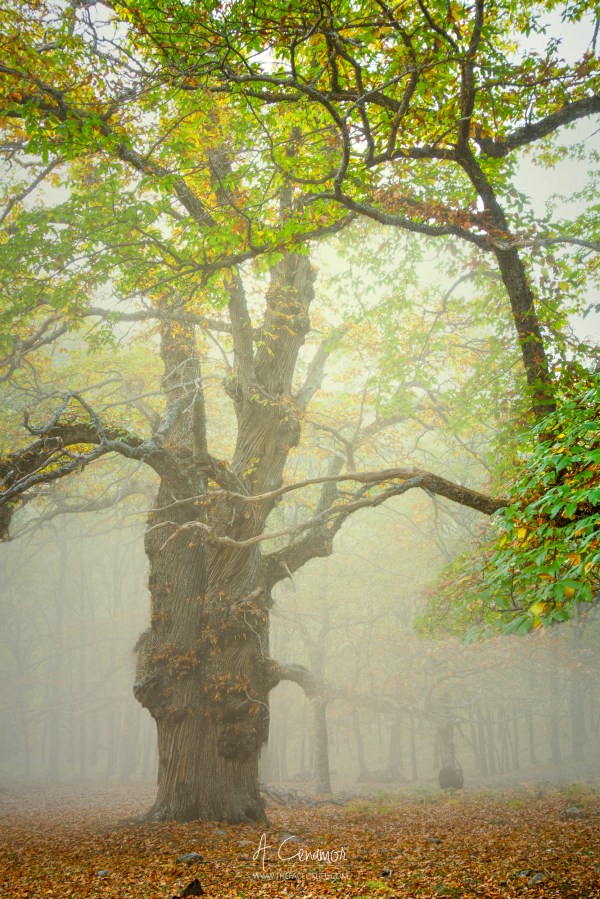 Autumn colors – Momentos estelares de la vida recopilados en imágenes